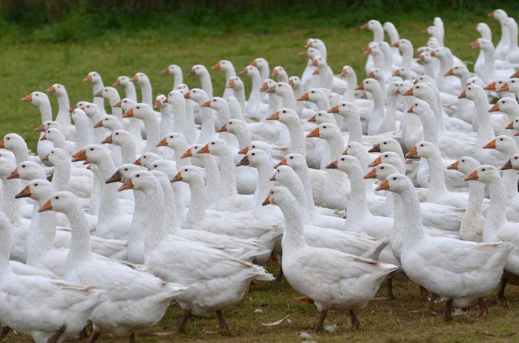 Oldenburger Gans - Metzgerei Wendel